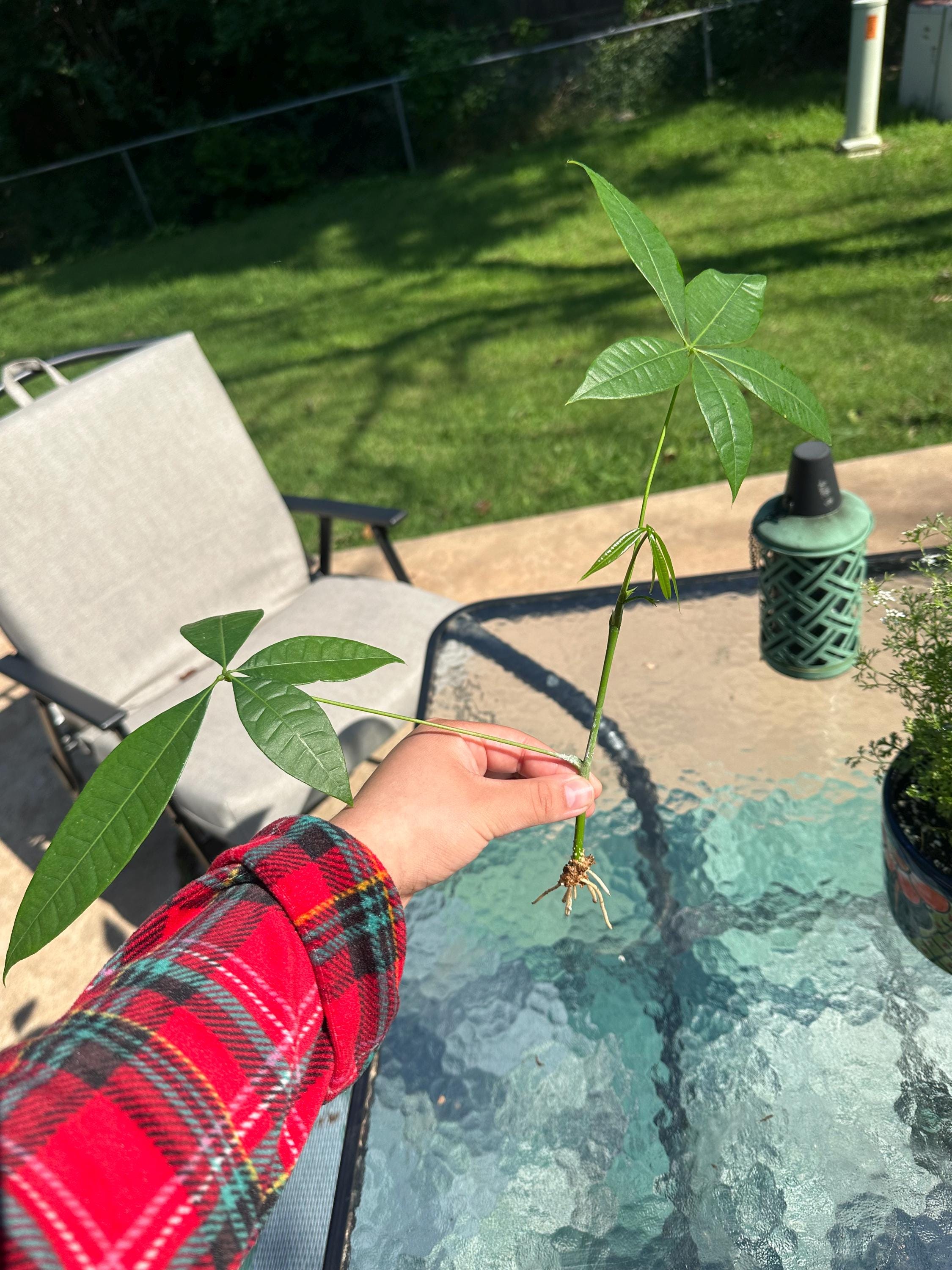 Money Tree Rooted Cutting - Etsy