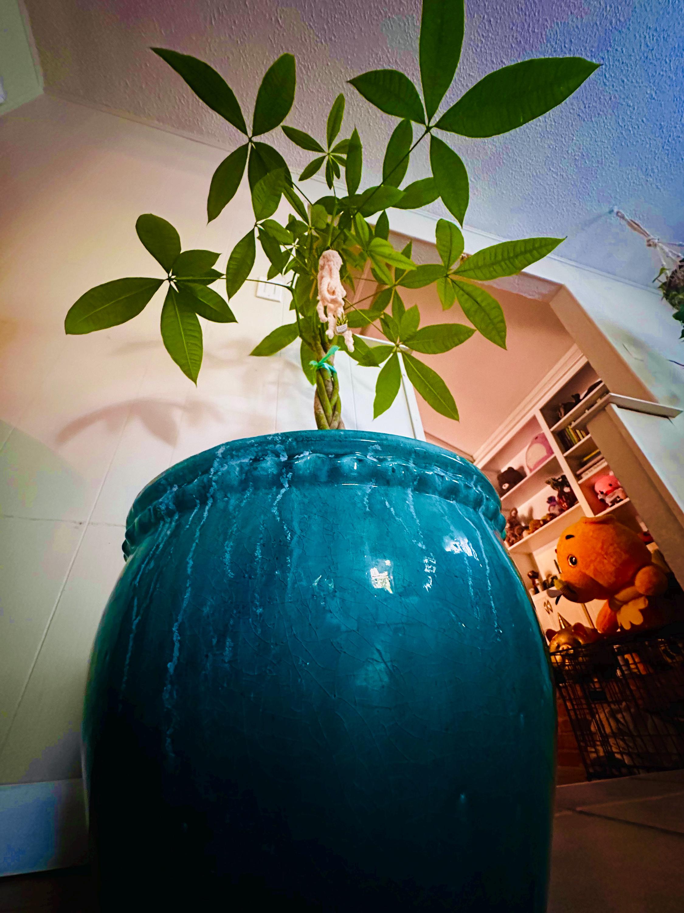 Money Tree Rooted Cutting - Etsy