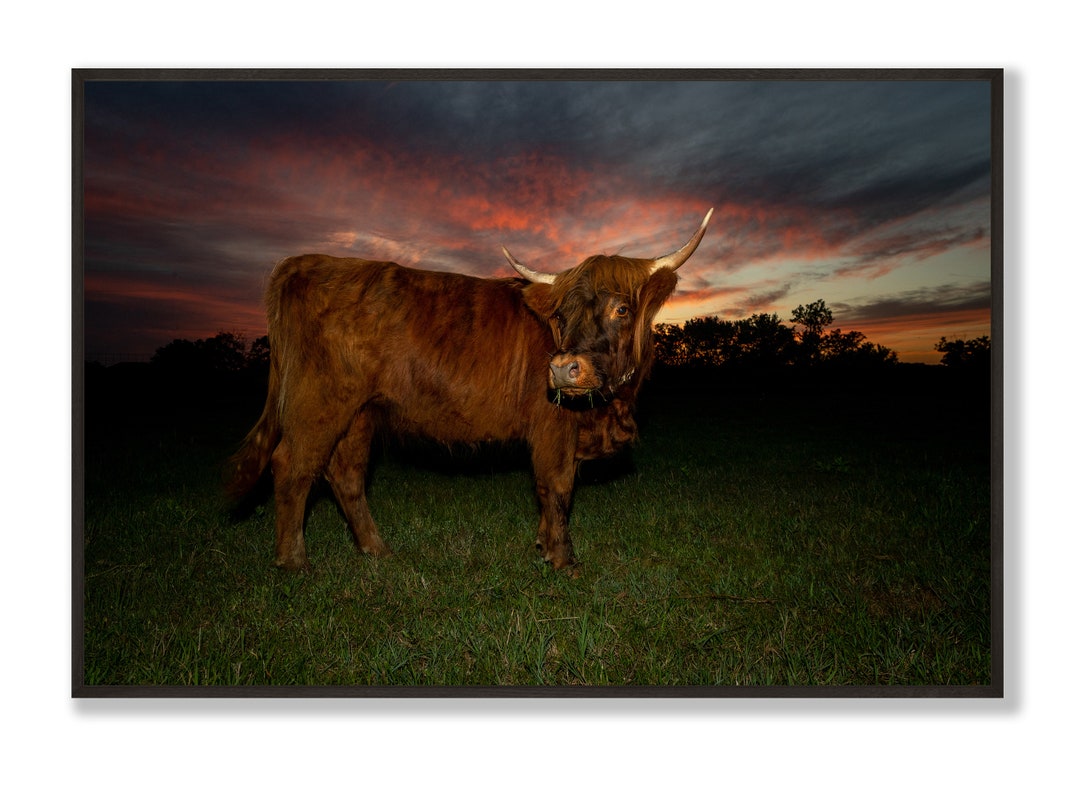 Highland Cow, Digital Download, Fuzzy Cow, Cow With Horns, Printable ...