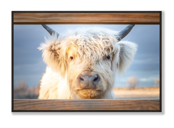 Highland Cow Digital Download Fuzzy Cow Cow With Horns - Etsy