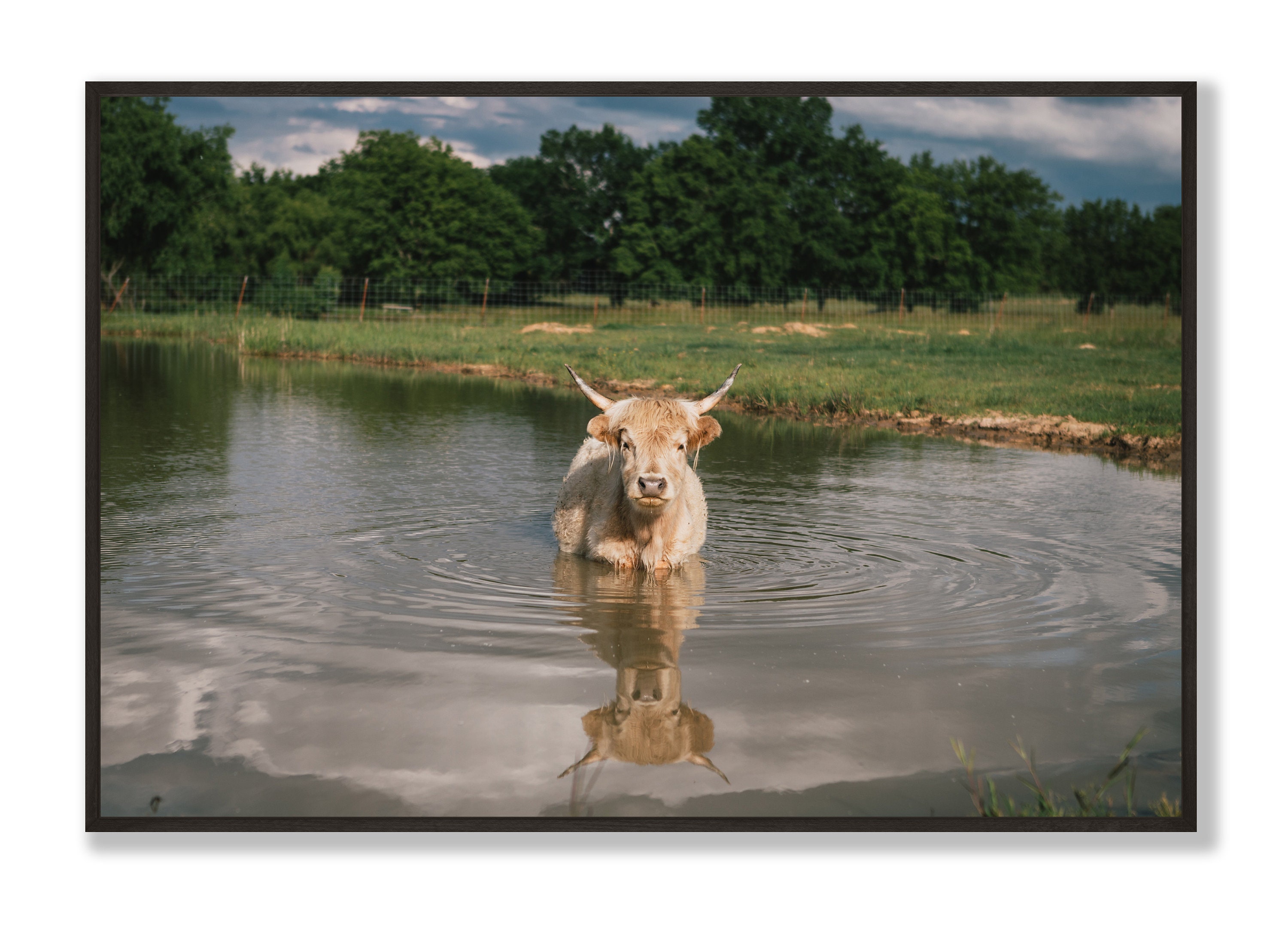 Highland Cow, Digital Download, Fuzzy Cow, Cow With Horns, Printable ...