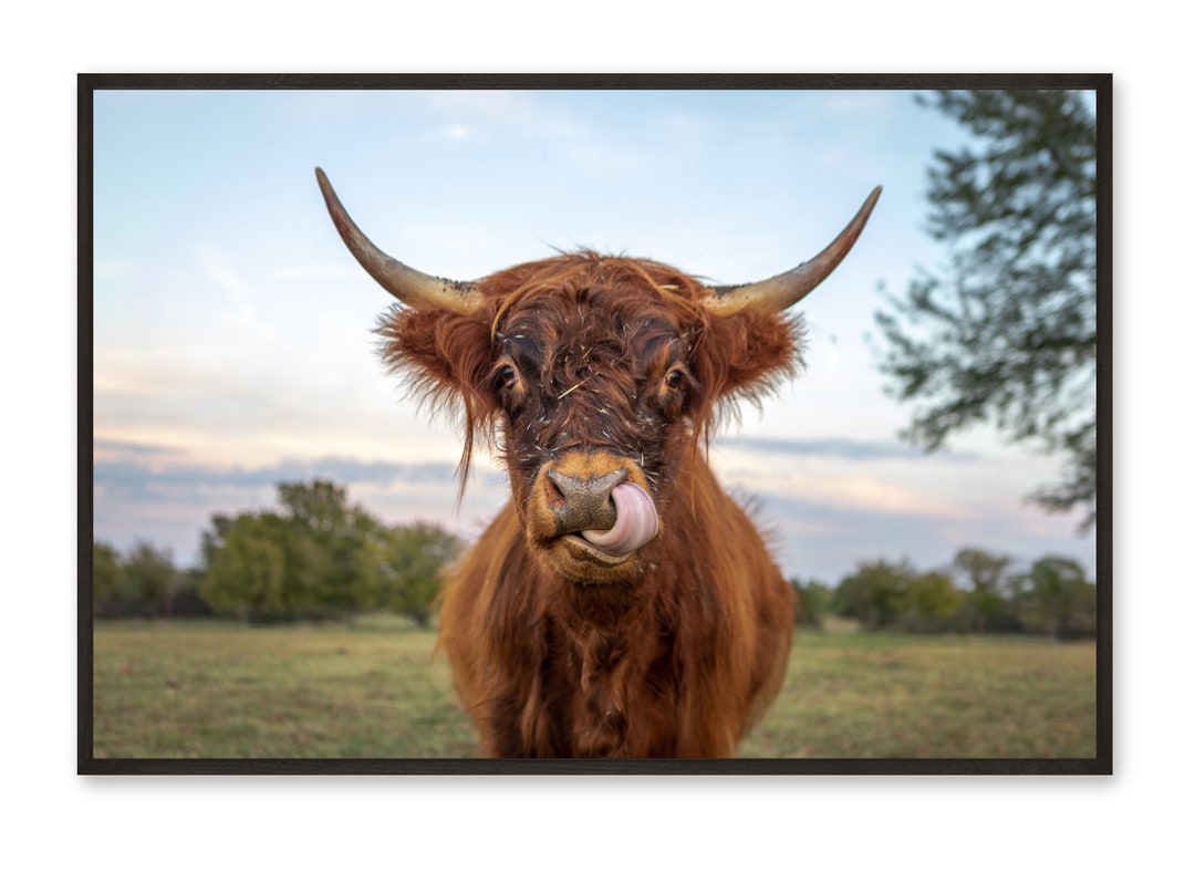 Highland Cow, Digital Download, Fuzzy Cow, Cow With Horns, Tongue Out ...