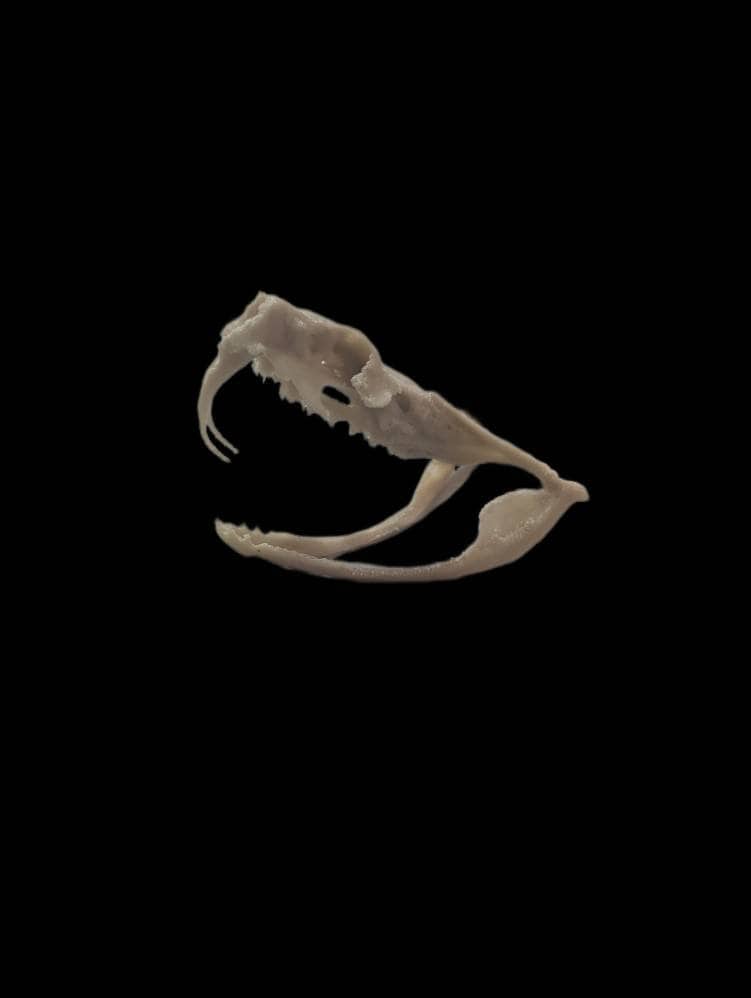 Gaboon Viper Skull