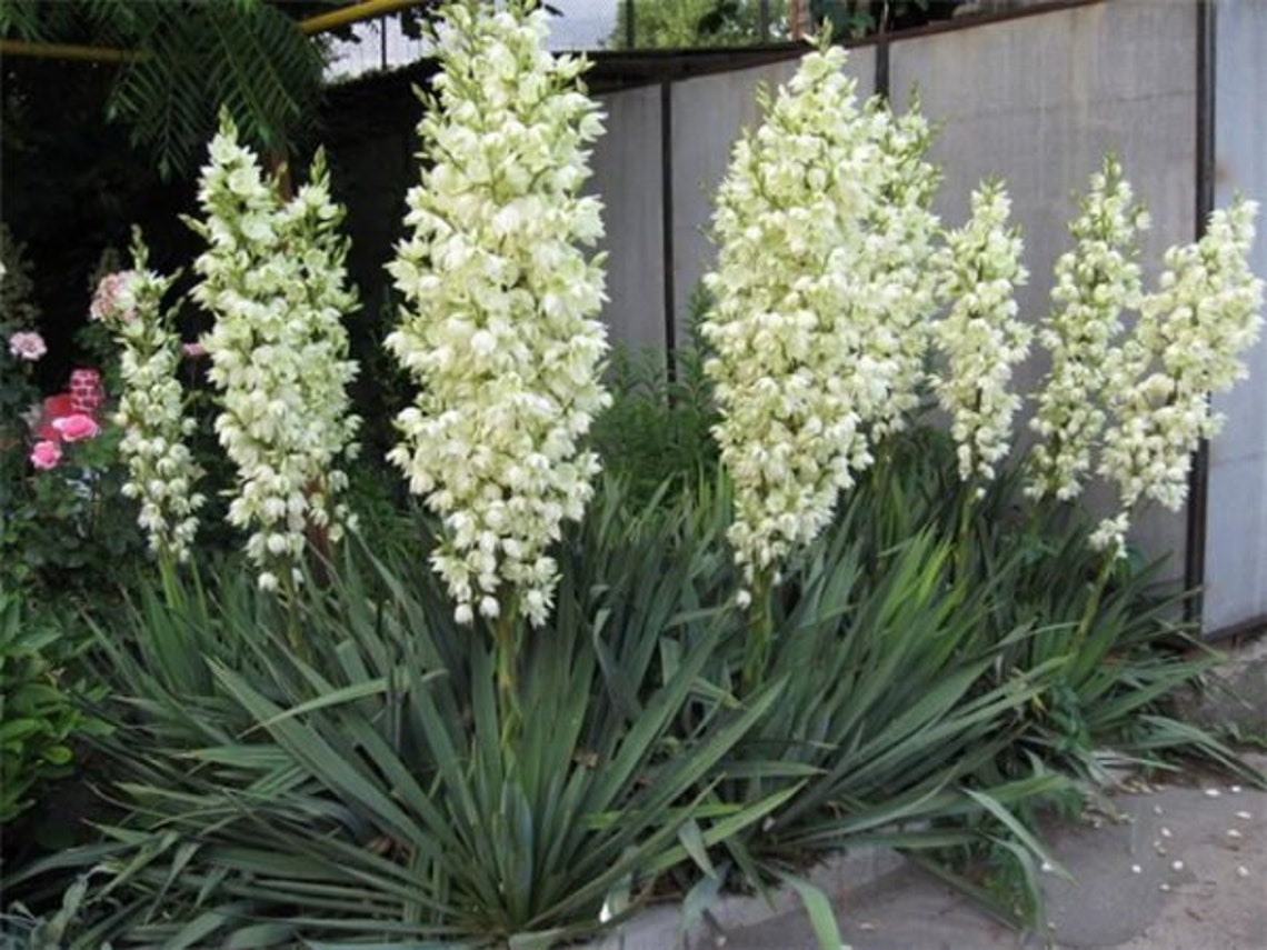 Graines de fleur de Yucca filamentosa fleur vivace. Semences ...