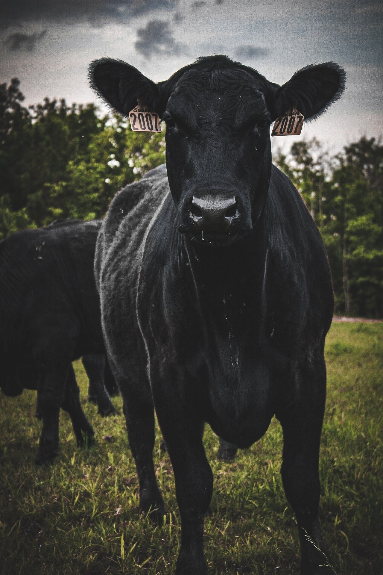 Angus, Cow, Printable Wall Art, Farmhouse, Farm, Decor - Etsy