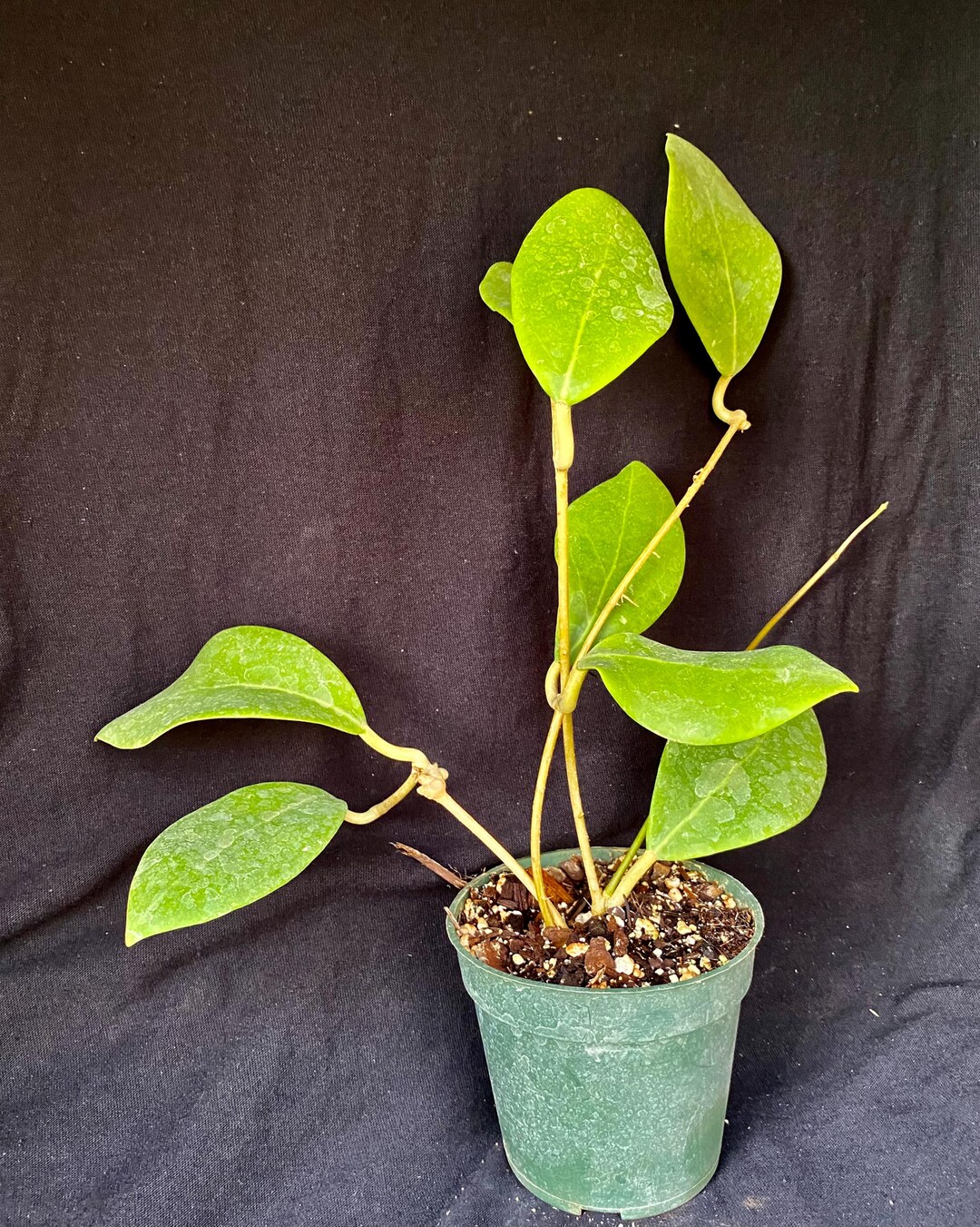 Hoya Mindorensis red Flowers - Etsy