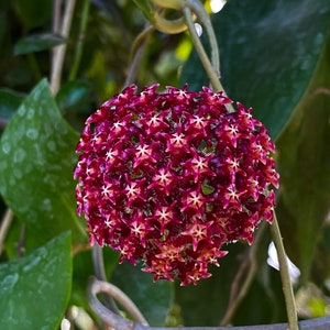 Hoya Mindorensis red Flowers - Etsy