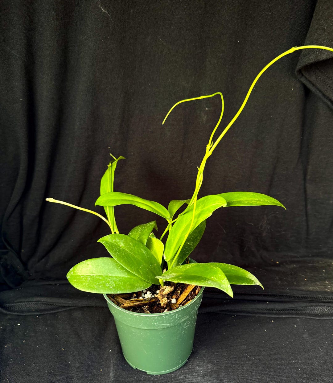 Hoya Meliflua - Etsy
