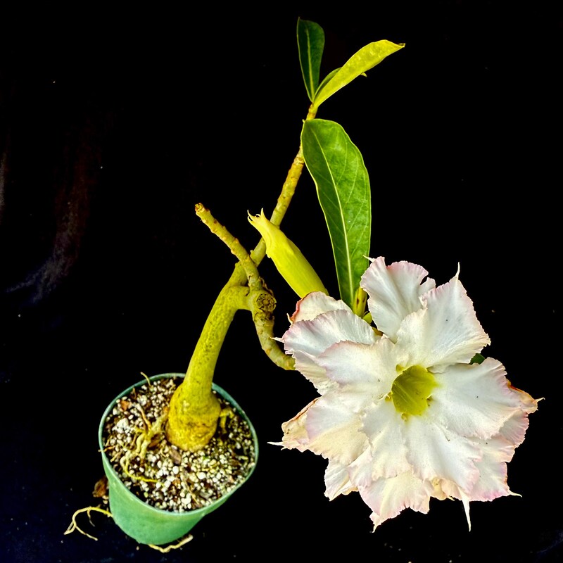 Adenium - Etsy