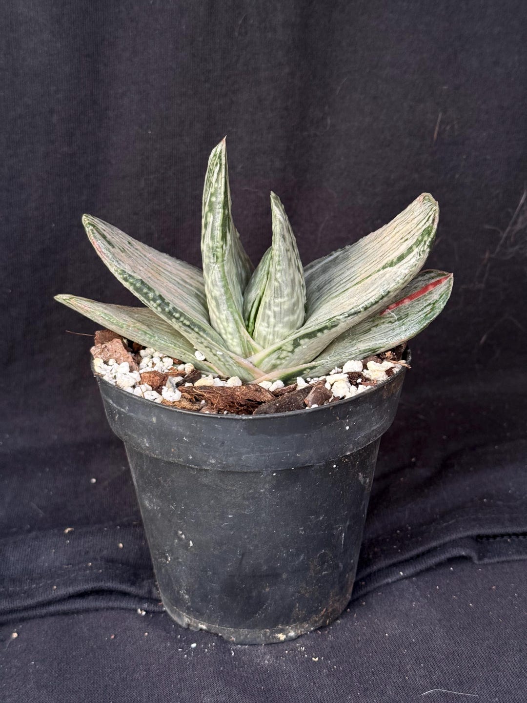Gasteria Cv. Sakura Fuji - Etsy