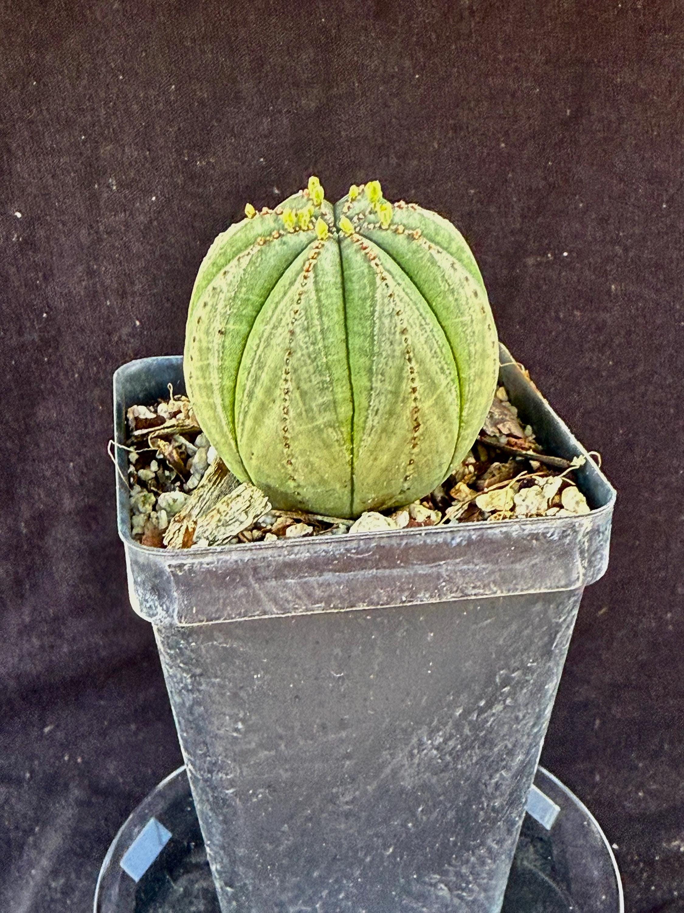 Euphorbia Obesa - Etsy