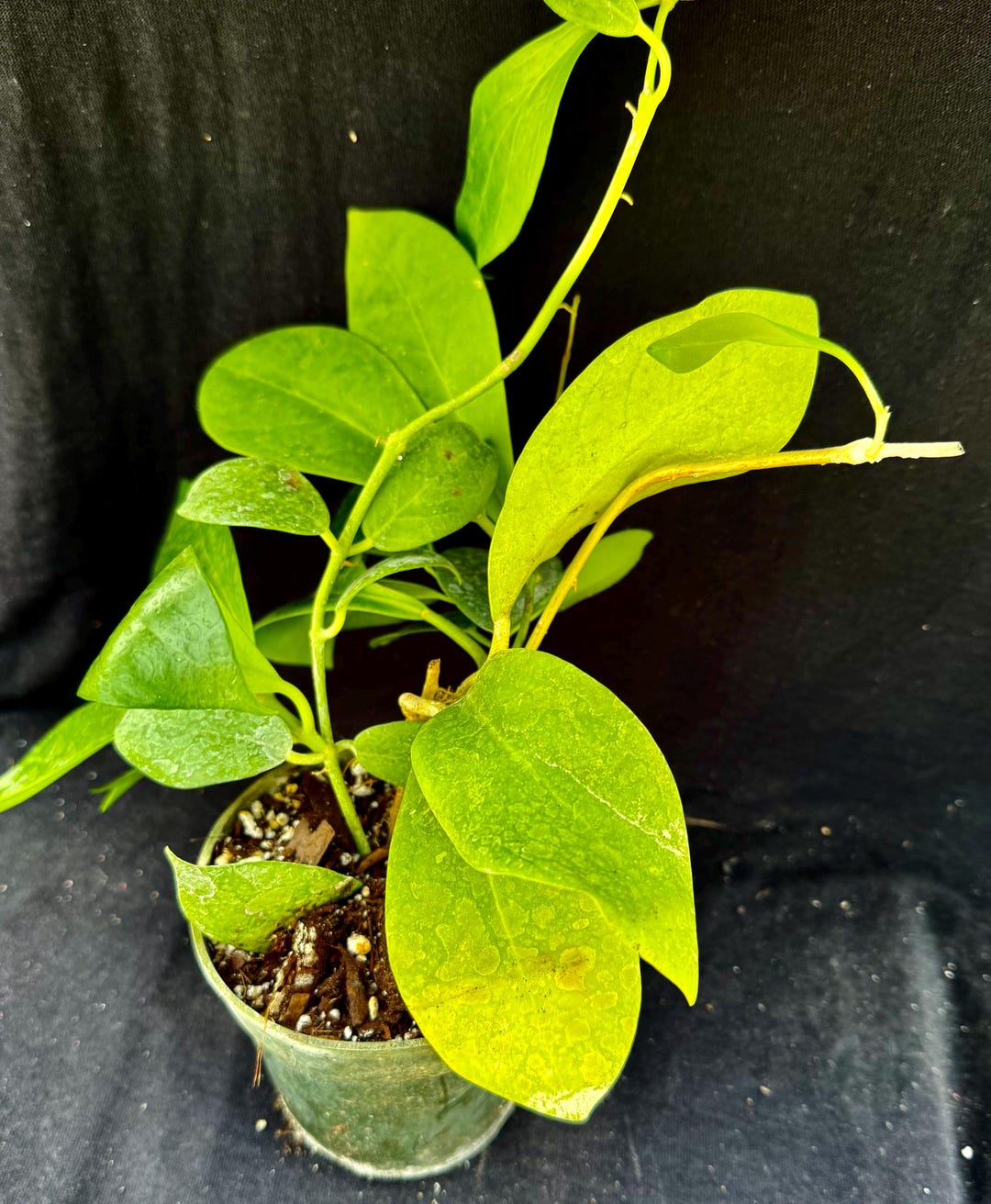 Hoya Mindorensis red Flowers - Etsy