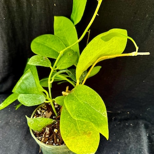 Hoya Mindorensis red Flowers - Etsy