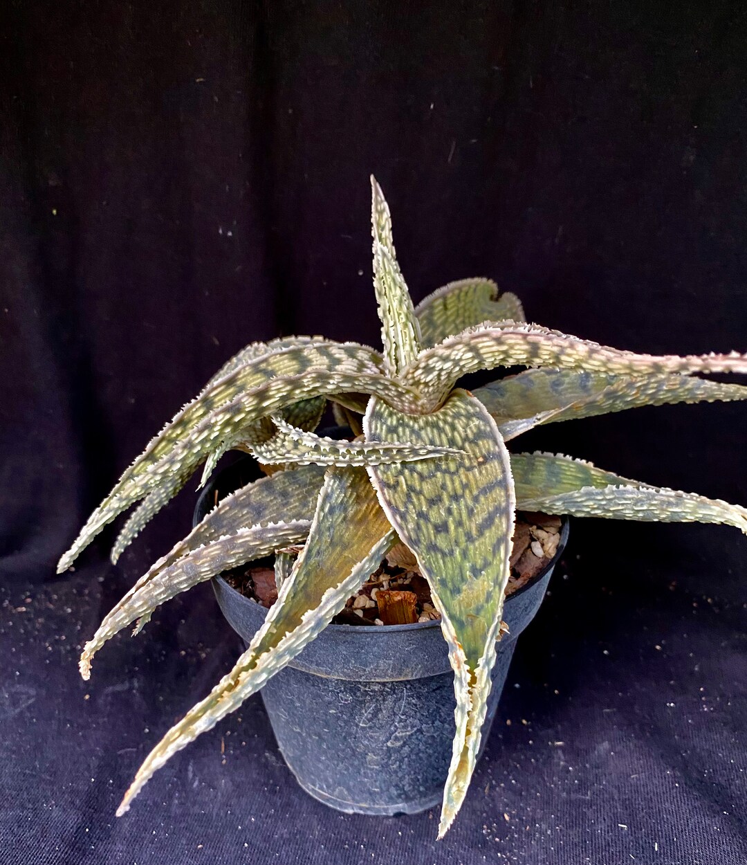 Aloe X Delta Light - Etsy