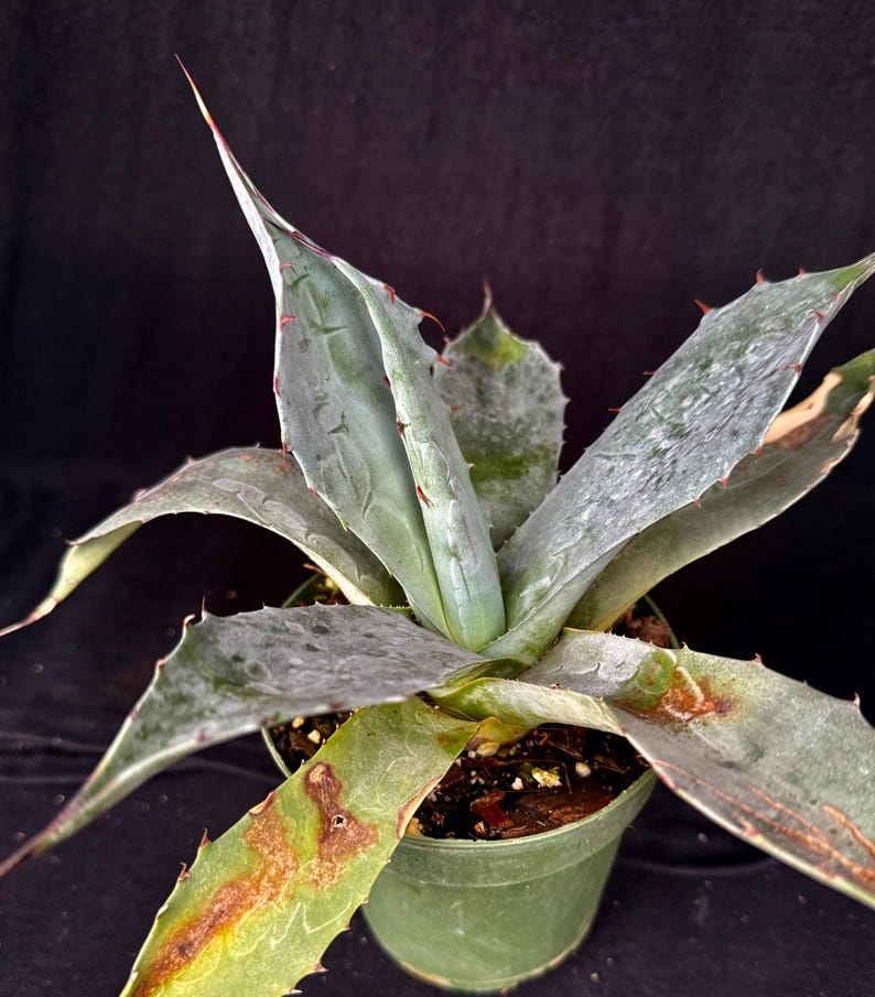 Agave Parrasana, Blue Epidermis in 4 Inch Pot - Etsy