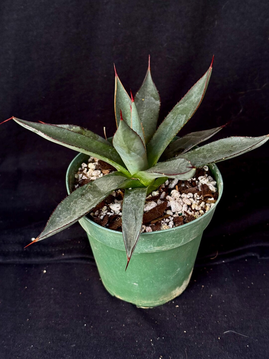 Agave Cv. Blue Emperor - Etsy