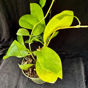 Hoya Mindorensis red Flowers - Etsy