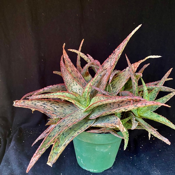 Aloe Pink Blush - Etsy