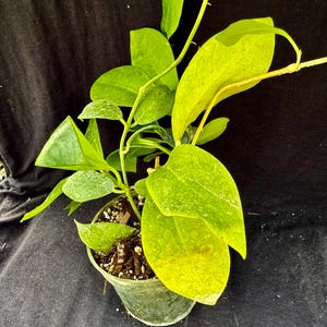 Hoya Mindorensis red Flowers - Etsy