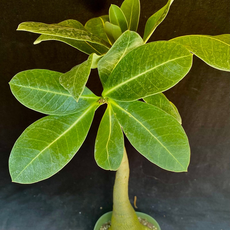 Adenium Arabicum - Etsy