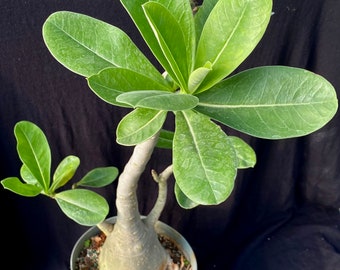 Adenium Arabicum - Etsy