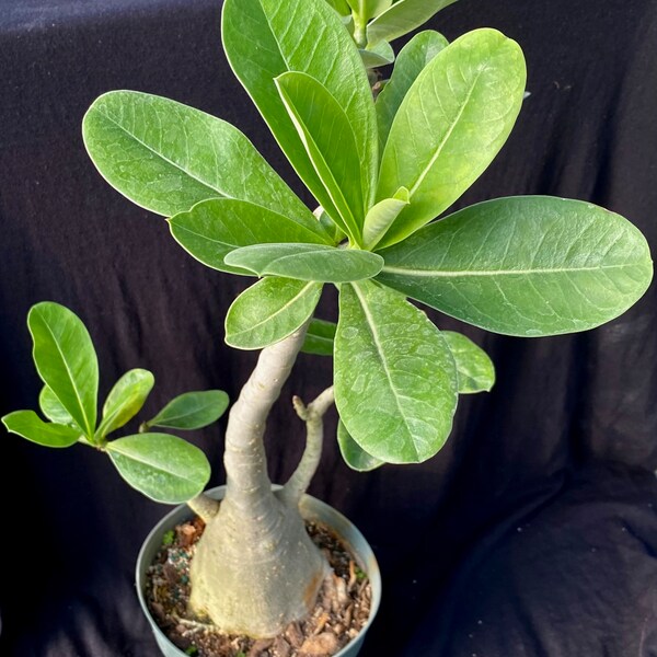 Adenium Arabicum - Etsy