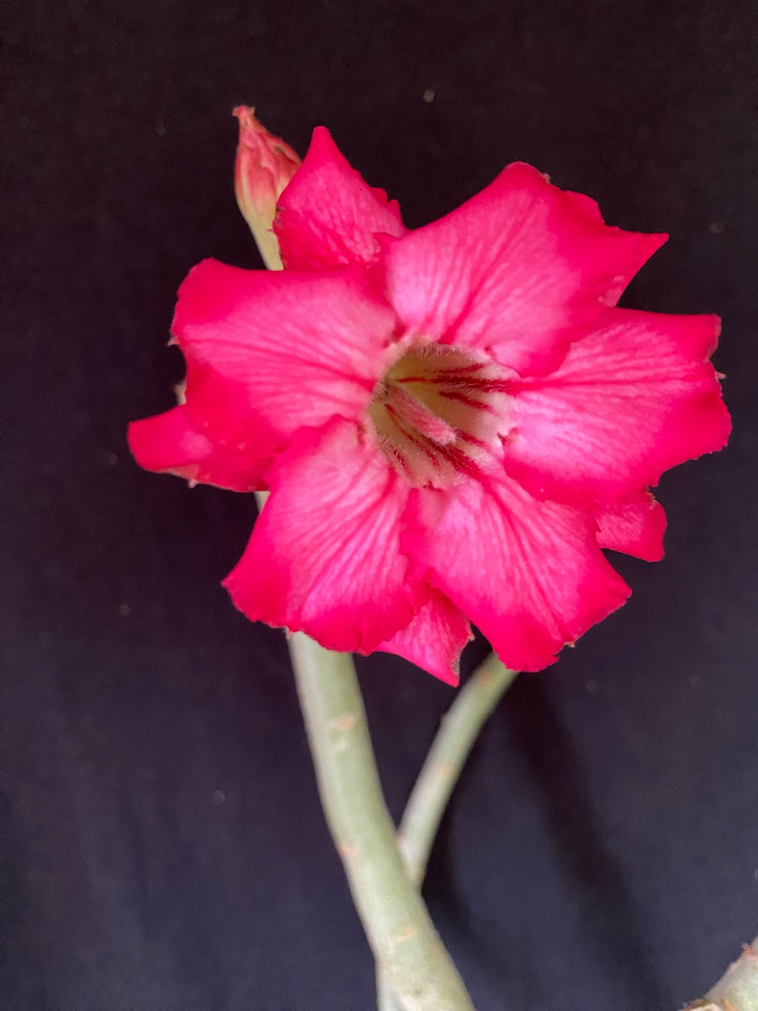 Adenium Somalense Double Pink - Etsy