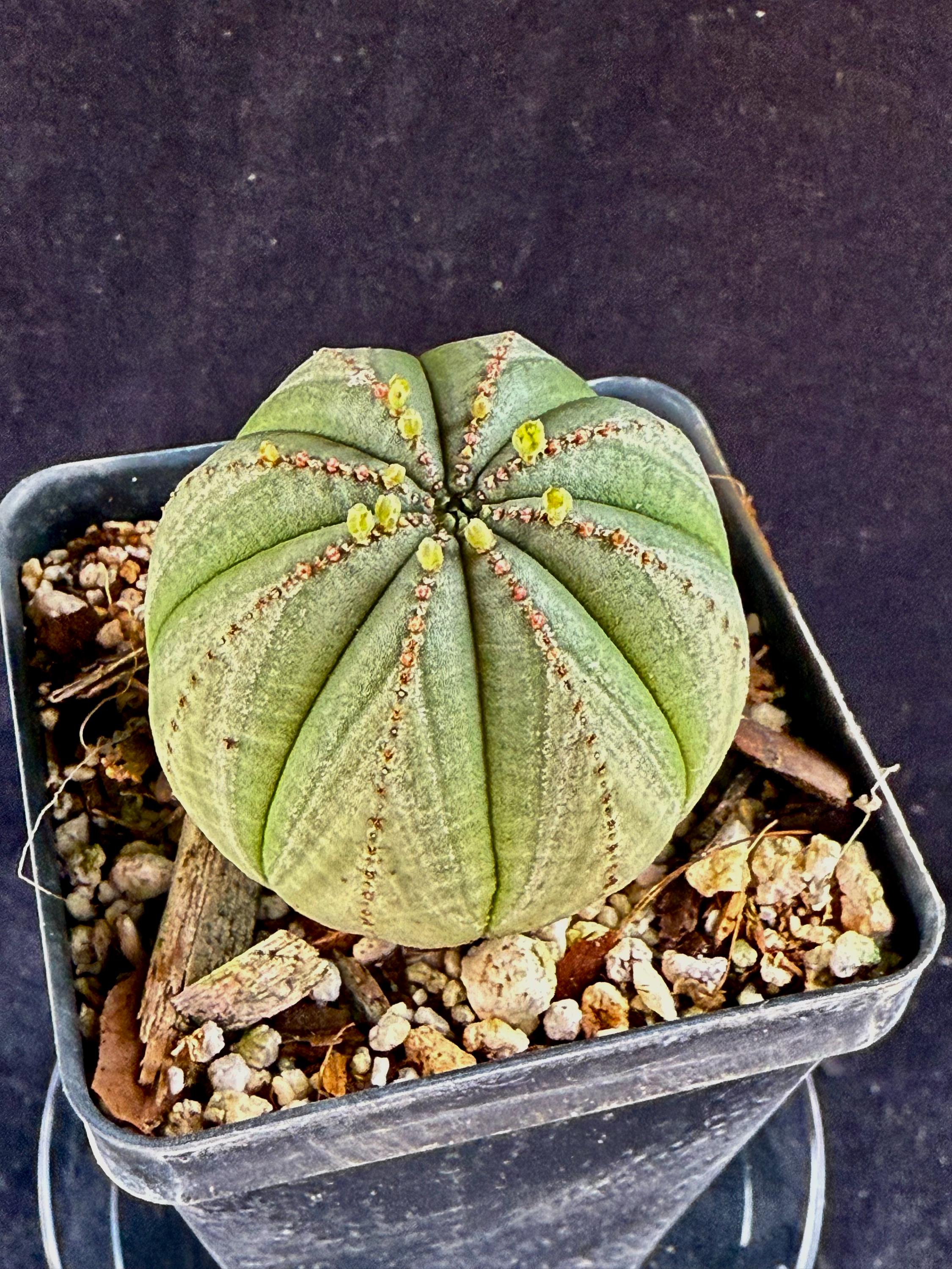 Euphorbia Obesa - Etsy