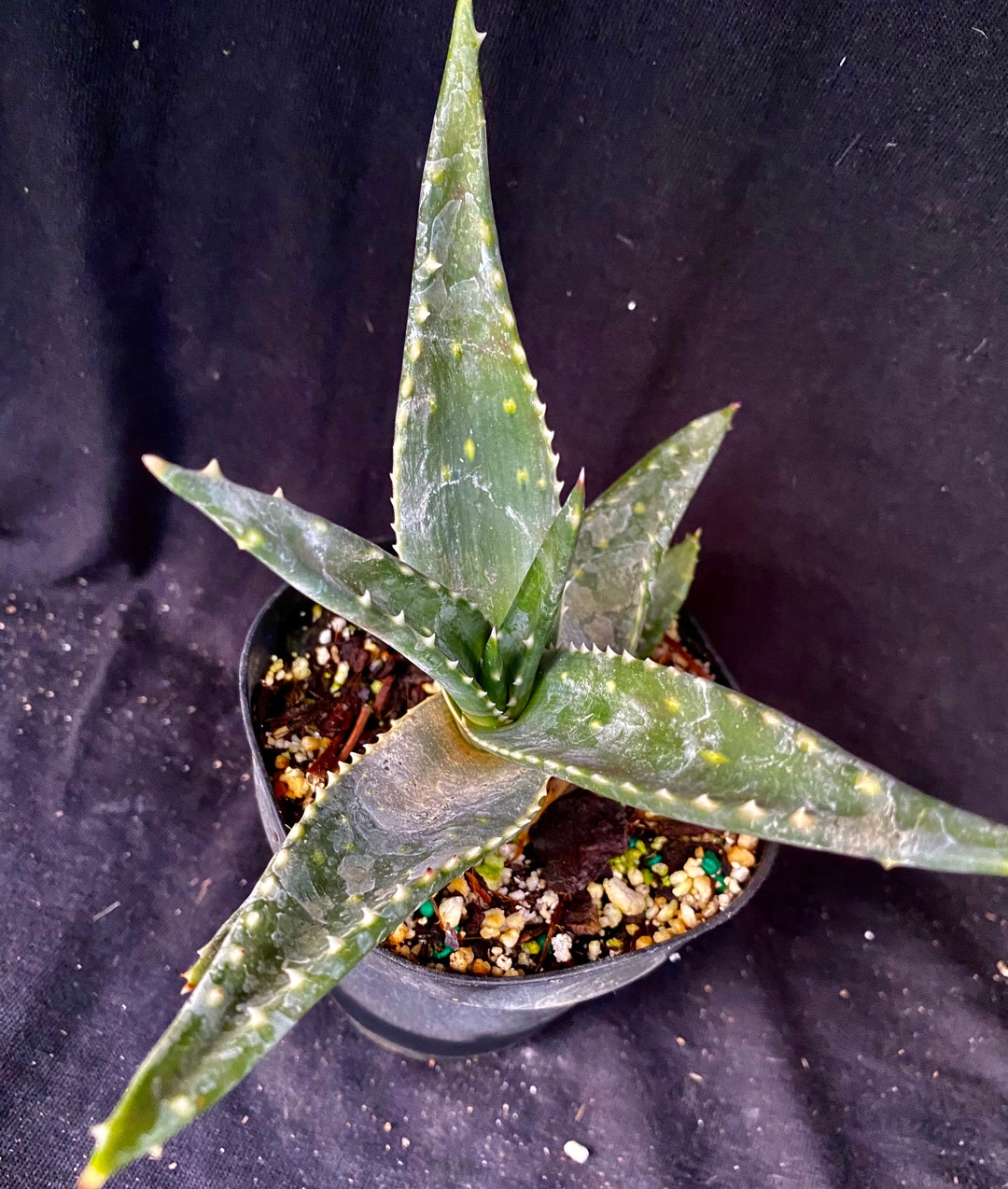 Aloe Meyeri Plant - South African Succulent in 4 Inch Pot - Etsy