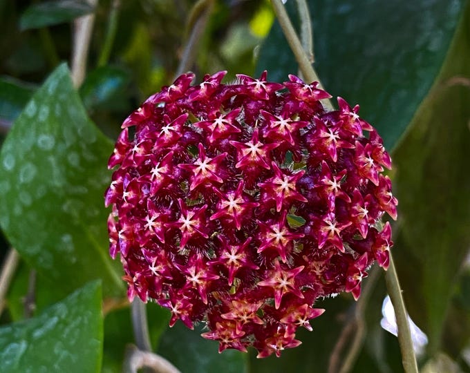 Hoya Mindorensis (red Flowers) - Etsy