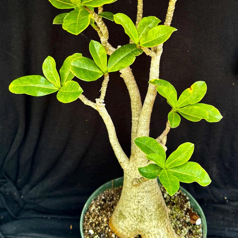 Adenium Arabicum - Etsy