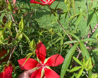 15 Fresh Flower Seeds Texas Star Swamp Hibiscus Large Red - Etsy