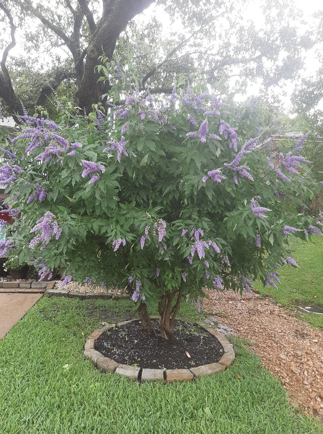 Vitex or Chaste Tree Seeds - Etsy