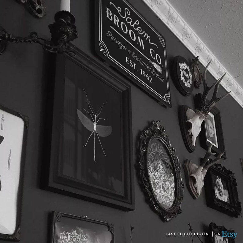 Insect X-ray Print, Stick Insect Poster, Stick Bug Print, Black White ...