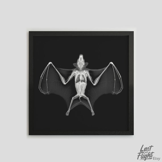 Viper Bat Animal