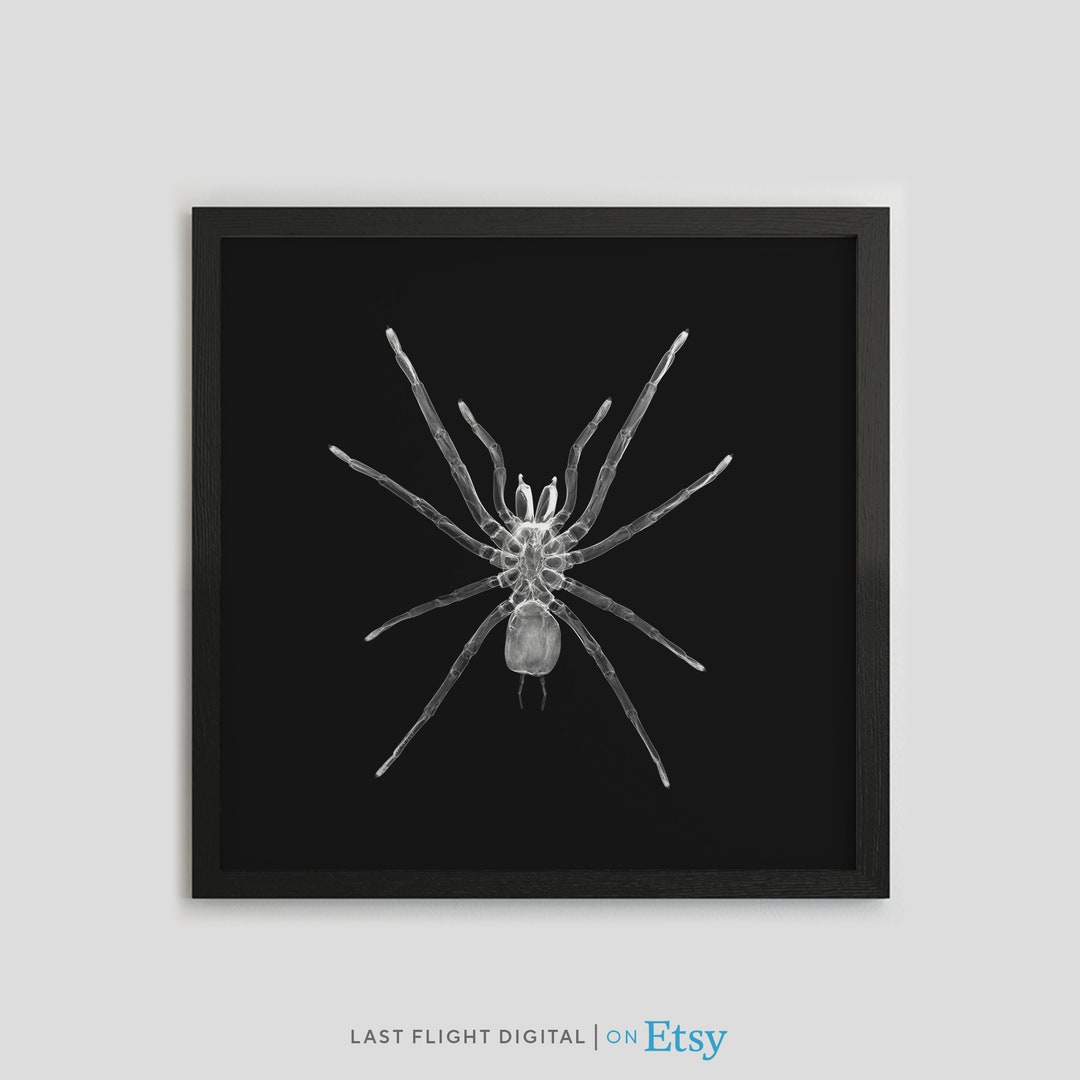 Spider X-ray Print, Spider Poster, Spider Print, Insect Photo, Black ...