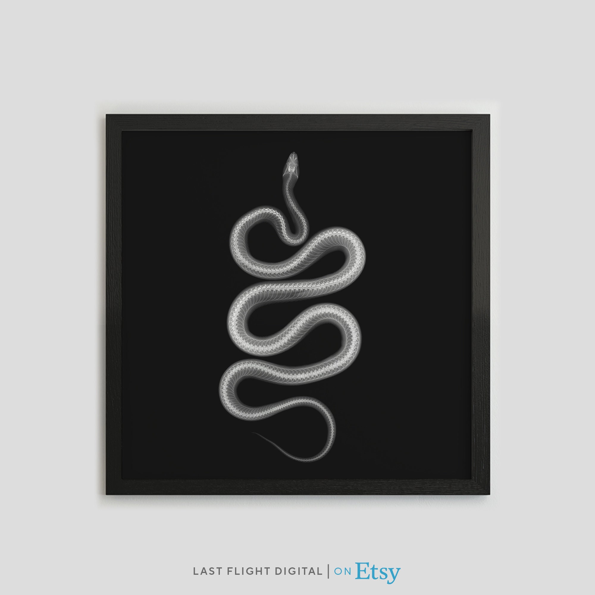 Snake X-ray Print, Snake Poster, Snake Print, Black White Photo, Snake ...