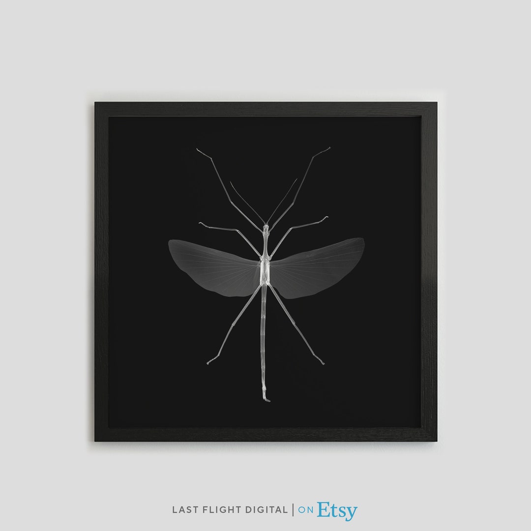 Insect X-ray Print, Stick Insect Poster, Stick Bug Print, Black White ...