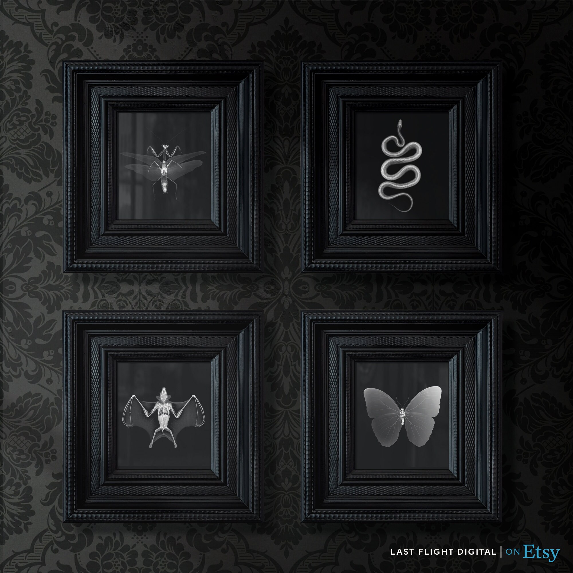 Preying Mantis X-ray Print, Mantis Poster, Mantis Print, Insect, Black ...