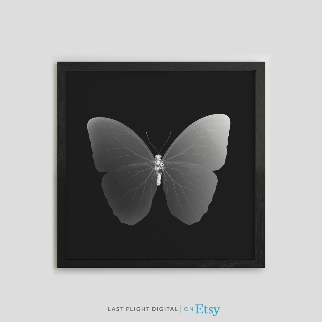 Butterfly X-ray Print Butterfly Poster Butterfly Wall Art - Etsy