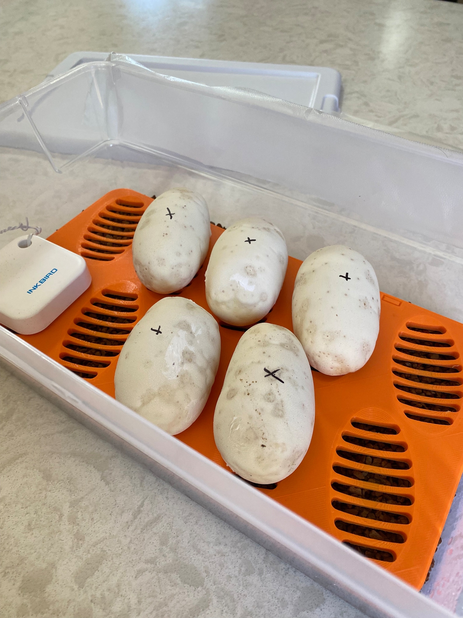 Ball Python Egg Hatch Tray Reptile Incubator Rack Snake - Etsy