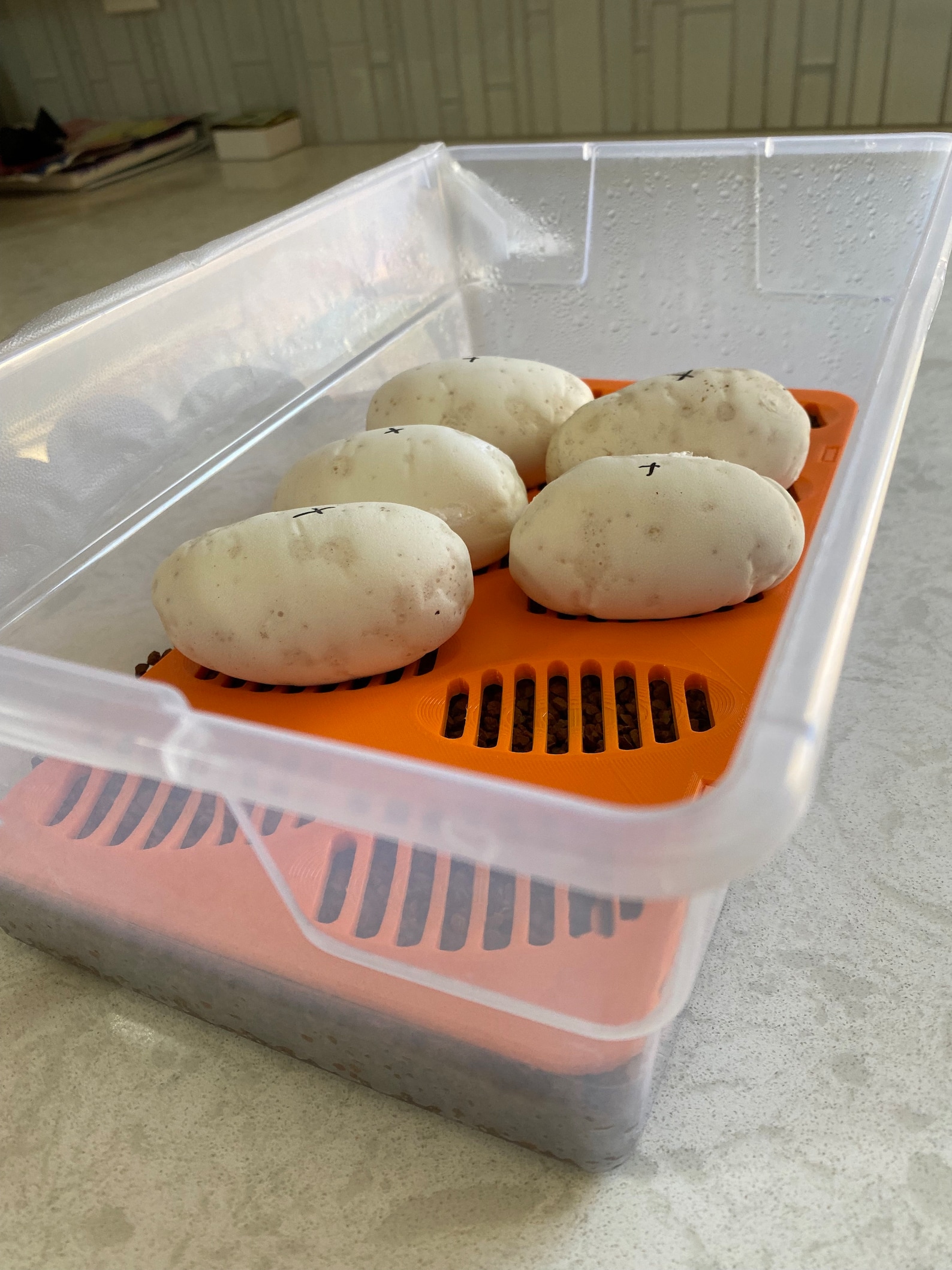 Digital Download - Ball Python Egg Hatch Tray, Reptile Incubator Rack, Snake Accessories, 3D ...