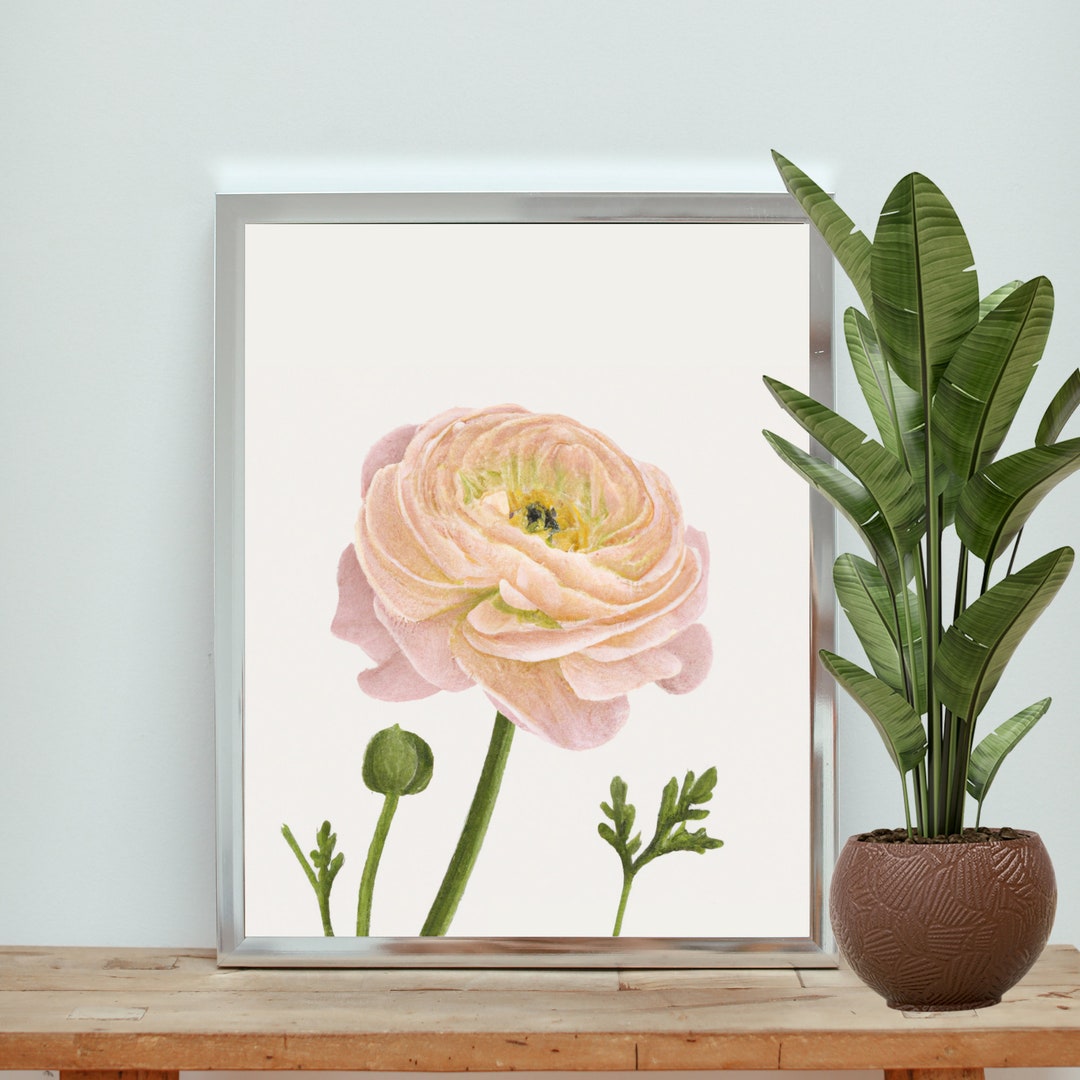 Ranunculus Botanical Art Print Modern Farmhouse Floral Digital Art ...