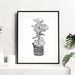Printable Fiddle Leaf Fig Line Art DIGITAL DOWNLOAD Black and White ...