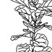 Printable Fiddle Leaf Fig Line Art DIGITAL DOWNLOAD Black and White ...
