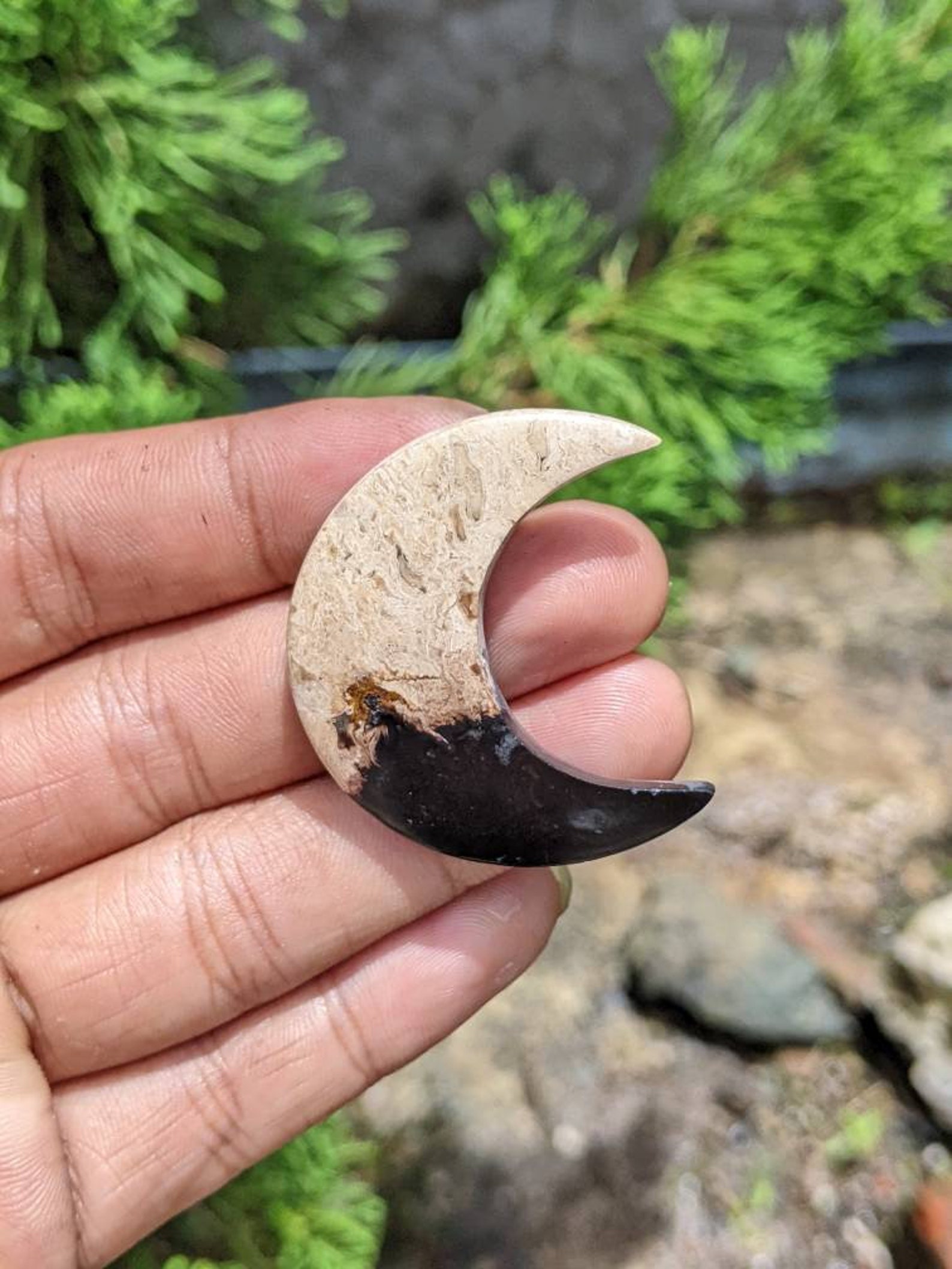 Fossilized Palm Root Crescent Moon - Etsy