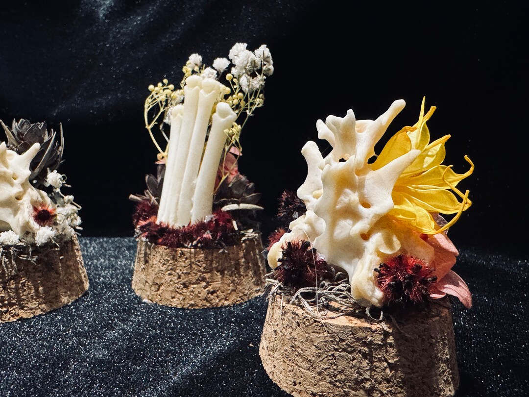 Mini Specimen Domes Fox - Etsy