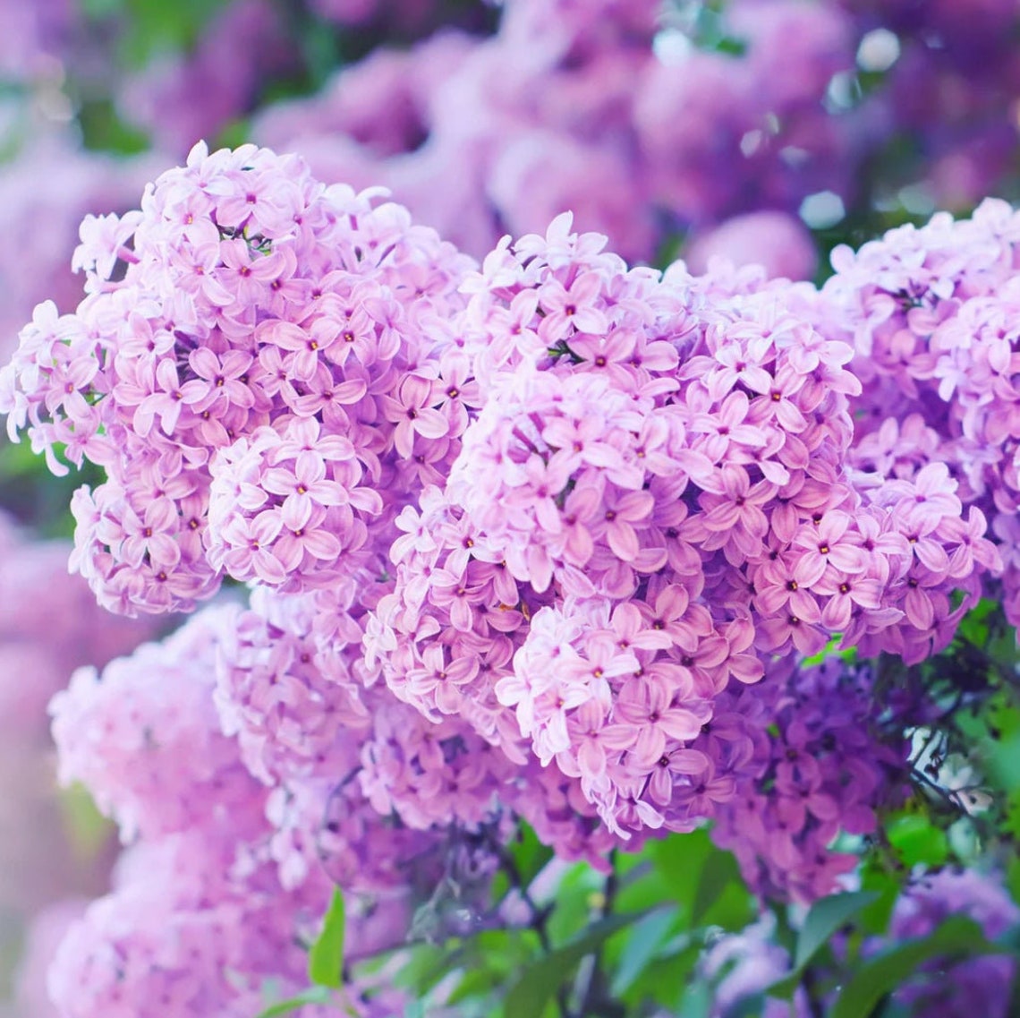 Fresh Cut Lilac Cuticle Oil - Etsy