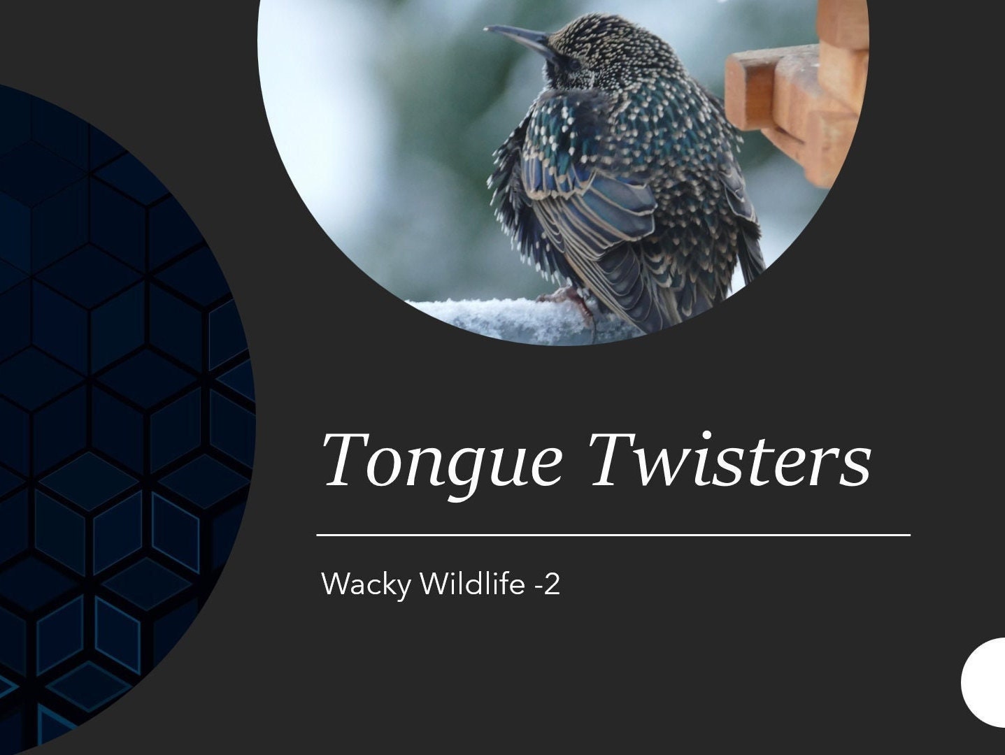 Powerpoint Tongue Twisters - Wacky Wildlife 2 - Etsy