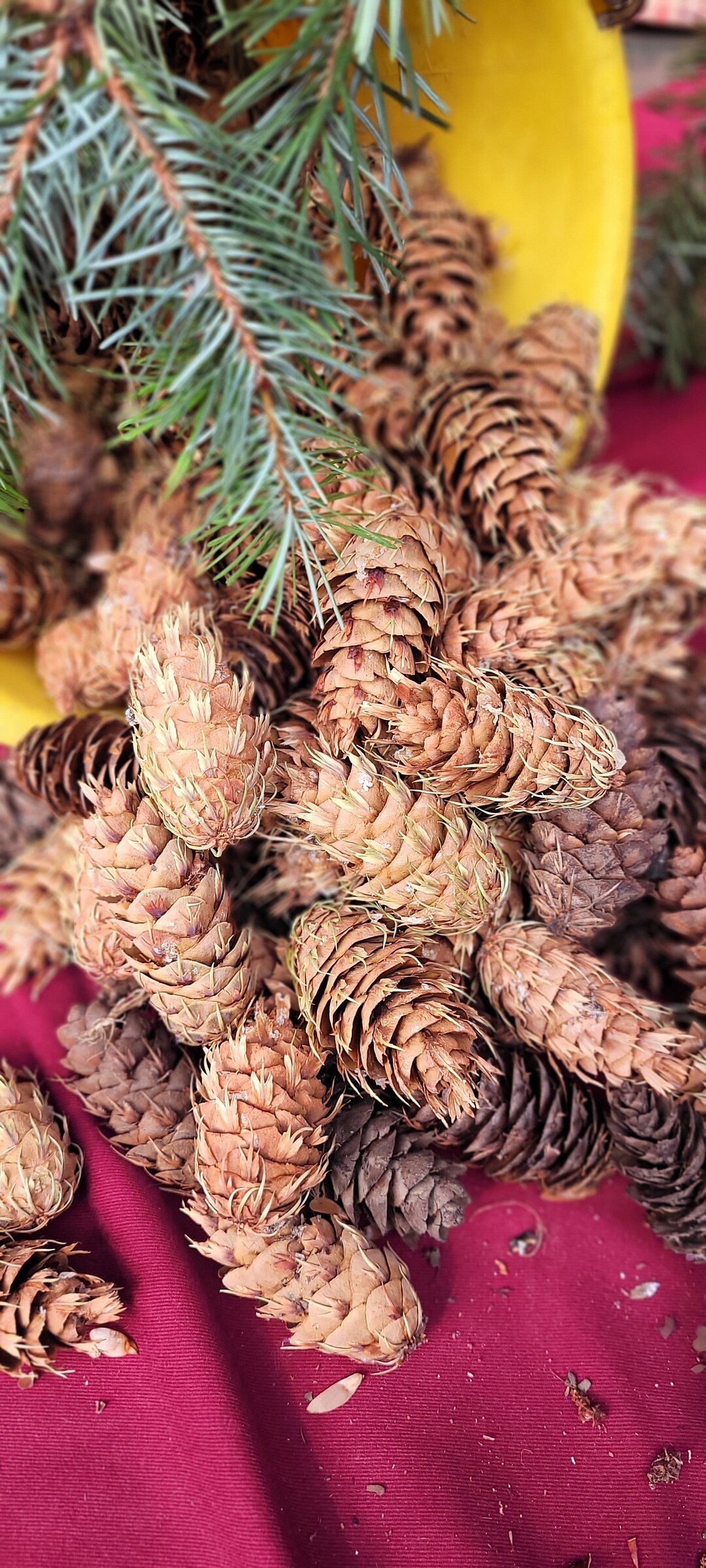 Douglas Fir Conifer Cones Excellent for All Sort of Crafting From the ...